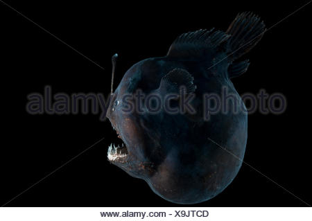 teeth of deep sea anglerfish or black seadevil, Diceratias pileatus ...