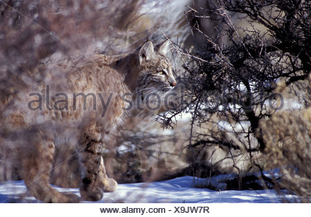 Bobcat lynx Lynx rufus Central Oregon High Desert near Bend Oregon ...