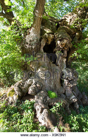 European elm, European white elm (Ulmus laevis), old trunkk with tree ...
