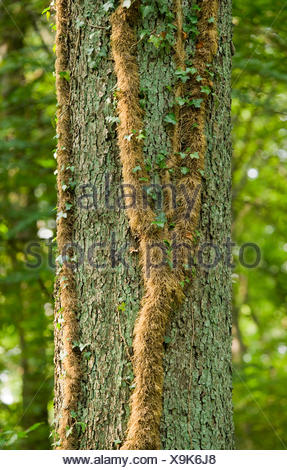 Ivy Hedera helix adventitious roots used to clinging onto vertical ...