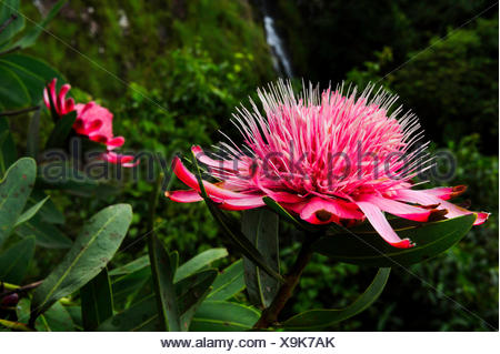 Flowers in Cameroon Stock Photo: 86463653 - Alamy
