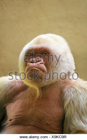 White Gorilla, gorilla gorilla, Male called Snowflake or Copito de Stock Photo: 111520299 - Alamy