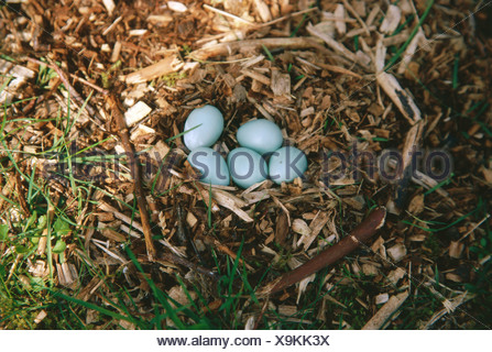 European starling eggs Stock Photo - Alamy