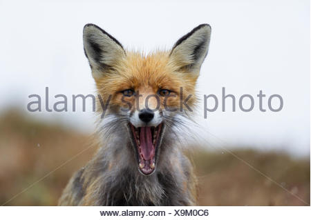 Red fox, mouth open Stock Photo: 39733090 - Alamy