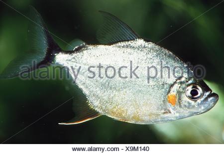 wimple piranha (Catoprion mento Stock Photo - Alamy