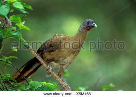 Rufous-vented Chachalaca or Cocrico, Ortalis ruficauda, in the rain ...