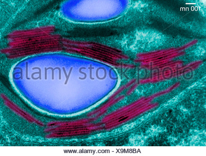 Cross-section of a chloroplast Stock Photo: 24064205 - Alamy
