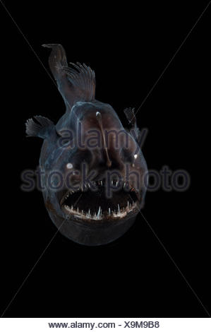 teeth of deep sea anglerfish or black seadevil, Diceratias pileatus ...