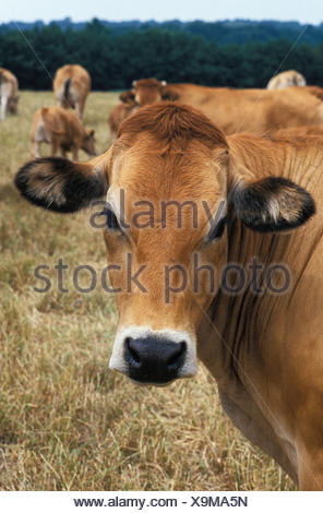 Parthenaise Cattle, a French Breed, Cow Pulling Cart Stock Photo - Alamy