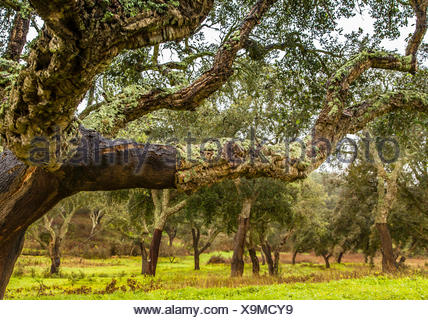 Cork Trees natural resources Landscape in Portugal Stock Photo ...
