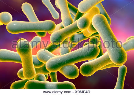 Corynebacterium diphtheriae, computer illustration. C. diphtheriae is ...