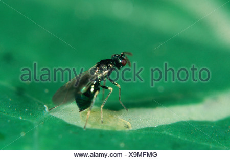 Adult Parasitoid wasp Diglyphus isaea ovipositing beside leaf miner ...