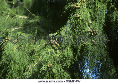 Himalayan cypress (Cupressus torulosa), branch with cones and mal Stock ...