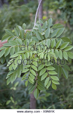 Asia Asian Kakawate Gliricidia sepium Fodder Insecticide Insecticides ...