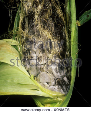 Maize smut Ustilago maydis diseased corn cob with deformed grains Stock ...