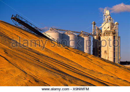 Large pile of harvested grain corn and conveyor overflow corn at a ...