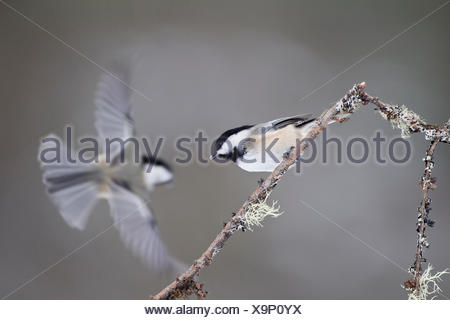 Black-capped Chickadee Parus atricapillus & Tufted Titmouse Baeolophus ...