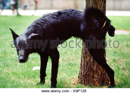 Dog lifting his leg Stock Photo: 11009253 - Alamy