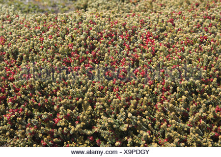 Diddle Dee berry (Empetrum rubrum) of the Falkland Islands, edible ...
