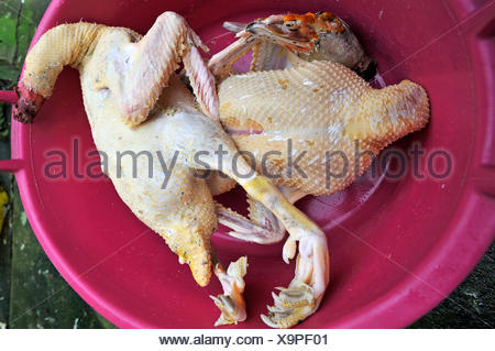 Home slaughtering, freshly slaughtered duck being plucked, Middle Stock ...