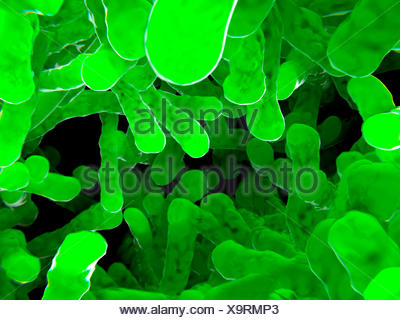 Bacteria. Illustration of a colony of bacilli, rod-shaped bacteria ...