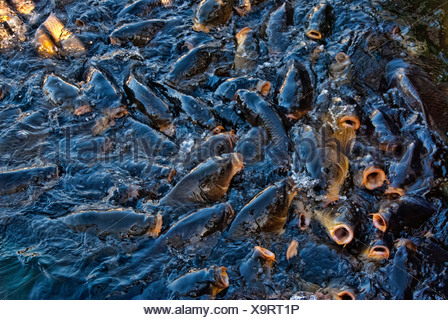 carp, lake mead, Nevada, fish, USA, United States, America, lake Stock ...
