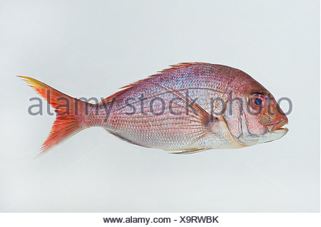 Red Sea Bream, (Pagrus major Stock Photo: 43931387 - Alamy