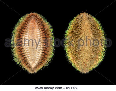 Sea mouse (Aphrodita aculeata), marine polychaete worm washed on Stock ...