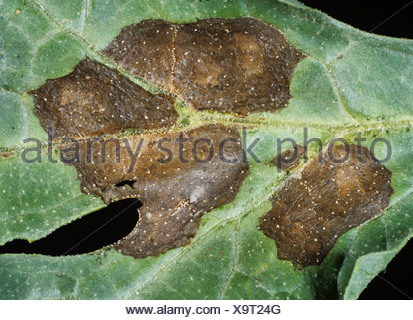 Agriculture - Crop disease; anthracnose lesions on a grain corn stalk ...