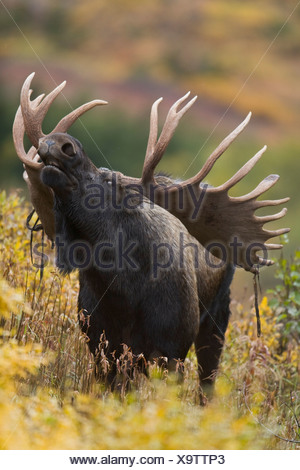 A bull moose in rut mating with a cow moose in Kincaid Park near the ...