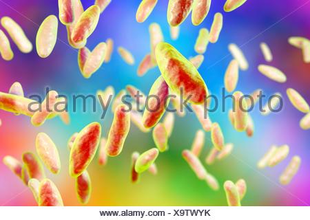 Brucella bacteria, illustration. Brucella is a Gram negative, non ...
