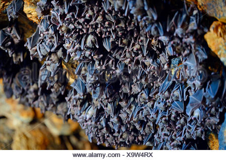 great colony wild bats in the Bat Cave Chamera Gupha NEPAL Asia Stock ...