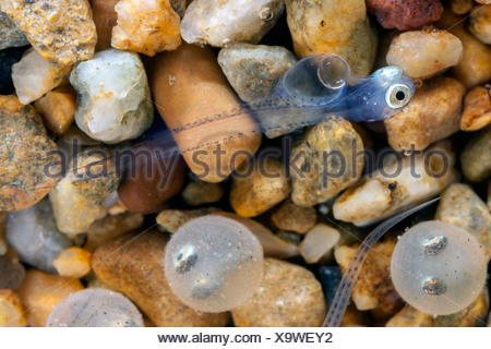 whitefish, lake whitefish (Coregonus spec.), embryos in their eggs ...