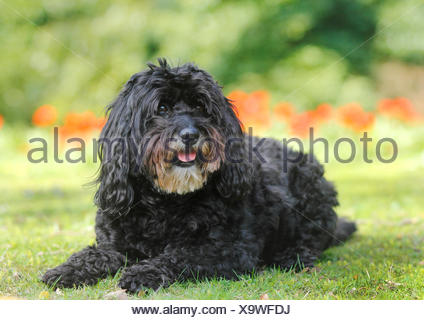 Mixed-breed dog (Poodle x Bouvier des Flandres) lying on a lawn Stock ...