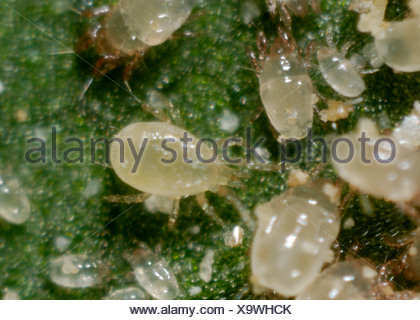 A predatory mite Amblyseius andersoni attacking a food mite Acarus siro ...