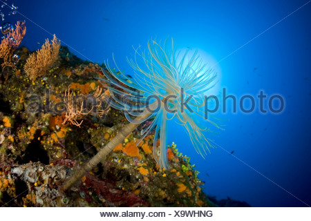 Tube Worm in Coral Reef, Sabellastarte sanctijosephi, Rocktail Bay ...