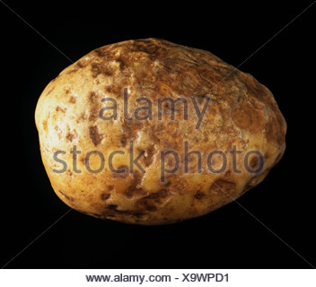 Pit rot a bacterial invasion associated with bacterial soft rot Stock ...