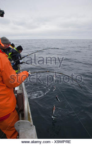 Atlantic mackerel, common mackerel (Scomber scombrus), school Stock ...
