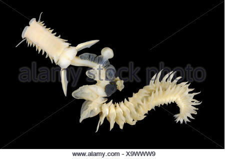 Parchment Worm - Chaetopterus variopedatus Stock Photo - Alamy