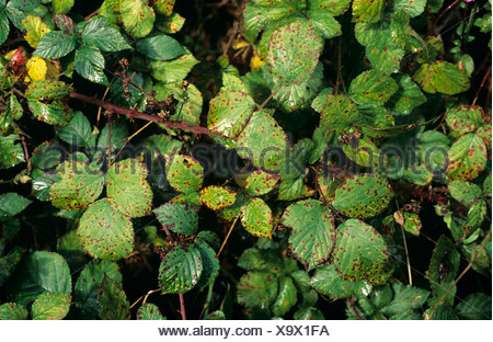 Blackberry rust, Phragmidium violaceum, lesions on the upper leaf Stock ...