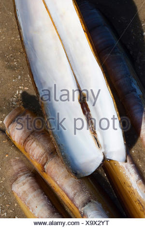 Atlantic jackknife, Bamboo clam, American jackknife clam, Razor clam ...