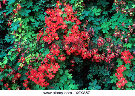 Tropaeolum speciosum,flame creeper,red,flowers,climbing,plant,climber ...