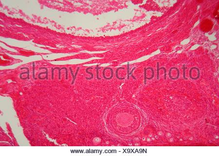 Ovary tissue under the microscope Stock Photo: 93555447 - Alamy