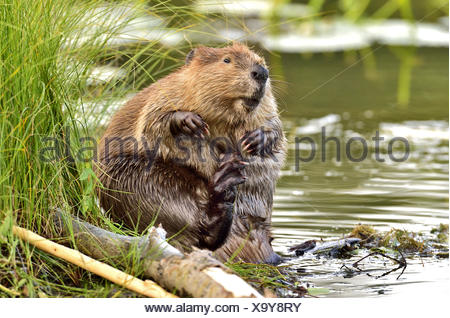 An adult beaver sitting on his beaver dam with his lodge in the Stock ...