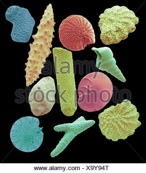Sand microfossils. Coloured scanning electron micrograph (SEM) of Stock ...