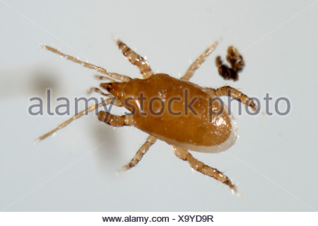 Predatory mite (Macrocheles robustulus) adult predator of thrips Stock ...