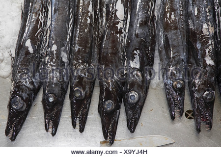 Atlantic cutlassfish, large-eyed hairtail, large-head hairtail Stock ...