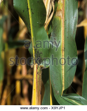 Cereal or corn leaf aphid Rhopalosiphum maidis infestation on cereal ...