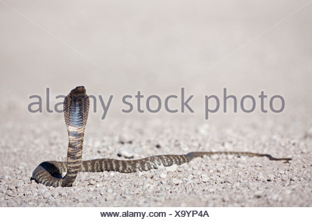 Zebra snake, Namibia Stock Photo: 29610825 - Alamy