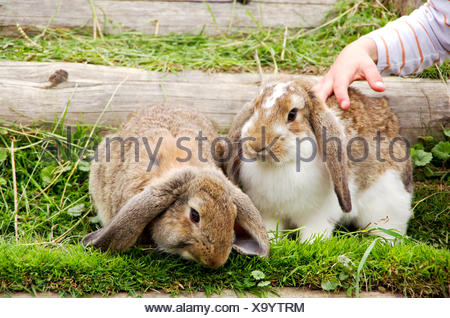 rabbits at a petting zoo Stock Photo - Alamy